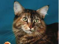 All About The Maine Coone